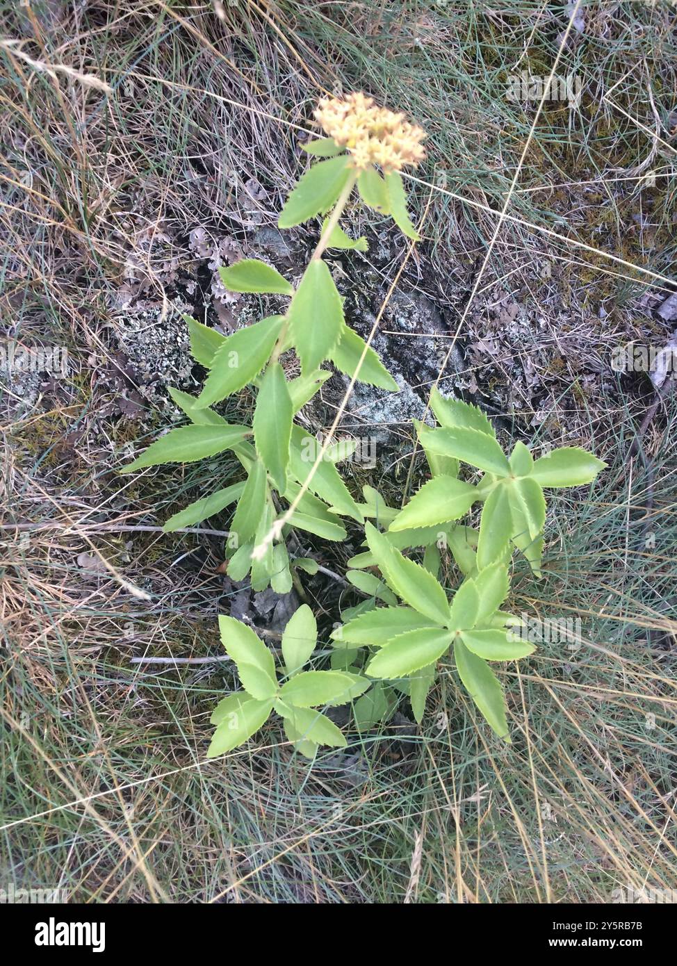 Aizoon Stonecrop (Phedimus aizoon) Plantae Stock Photo - Alamy