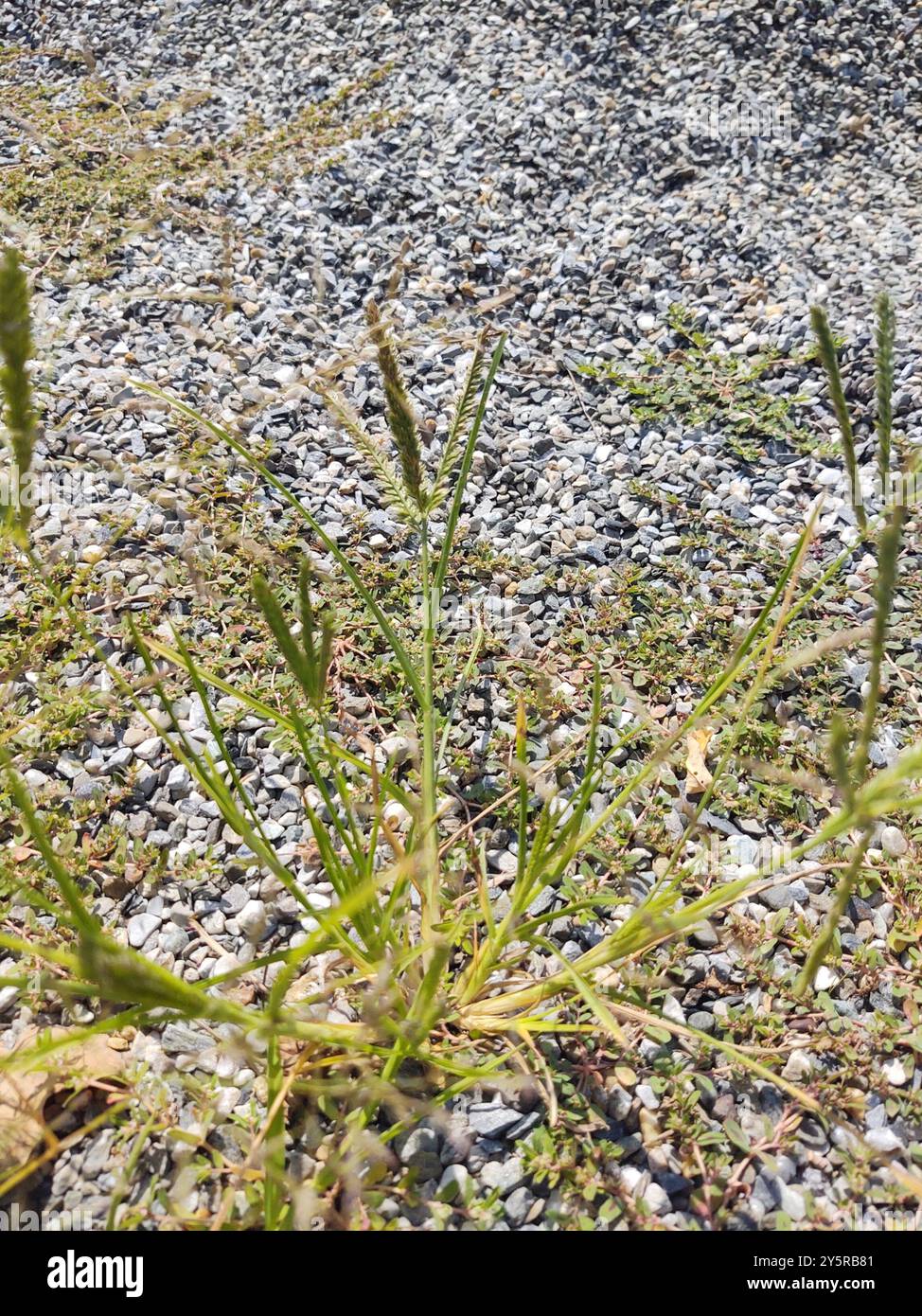 Goose Grass (Eleusine indica) Plantae Stock Photo - Alamy