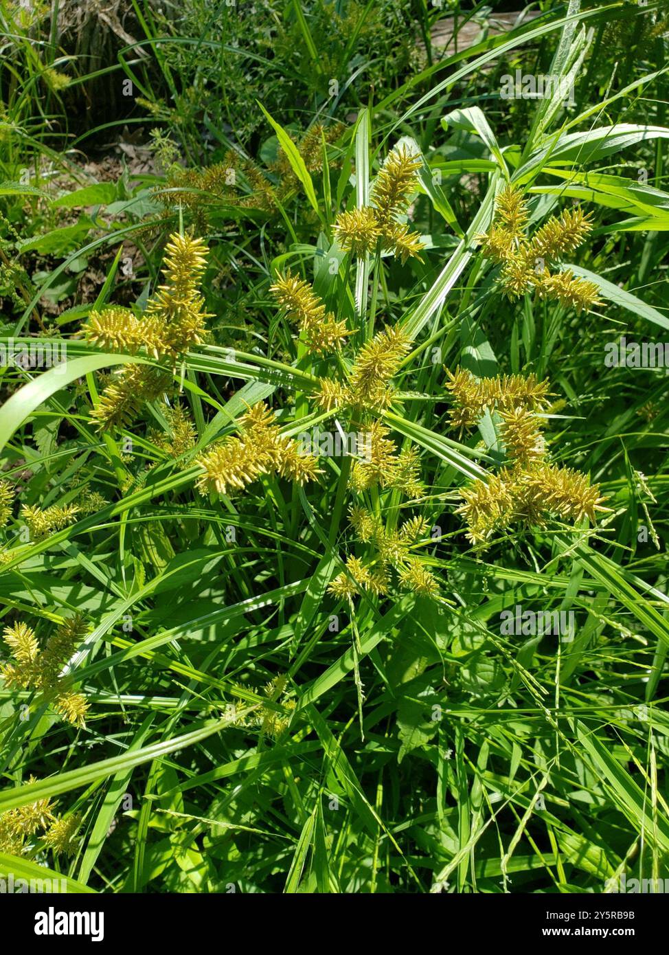 redroot flatsedge (Cyperus erythrorhizos) Plantae Stock Photo - Alamy