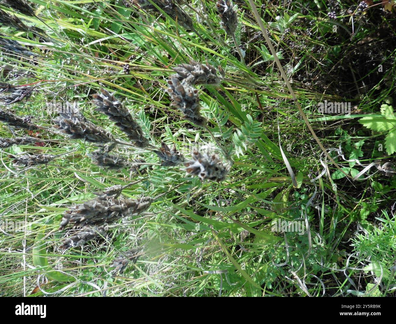 Hairy oxytrope (Oxytropis pilosa) Plantae Stock Photo - Alamy