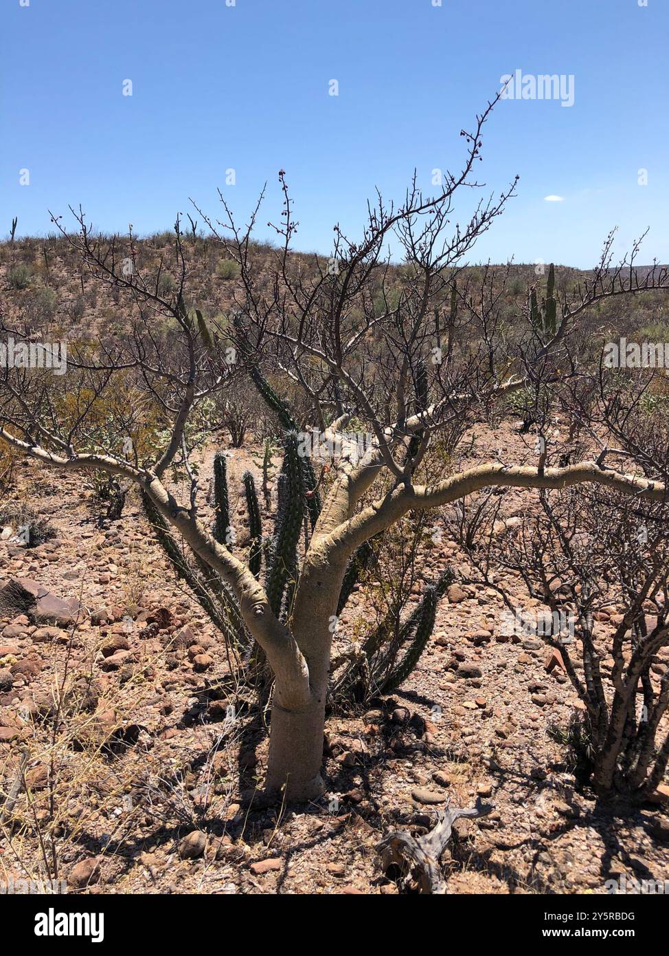 elephant tree (Bursera microphylla) Plantae Stock Photo - Alamy