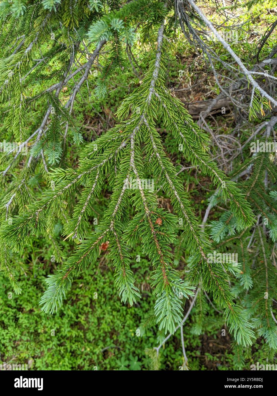 Engelmann spruce (Picea engelmannii) Plantae Stock Photo - Alamy