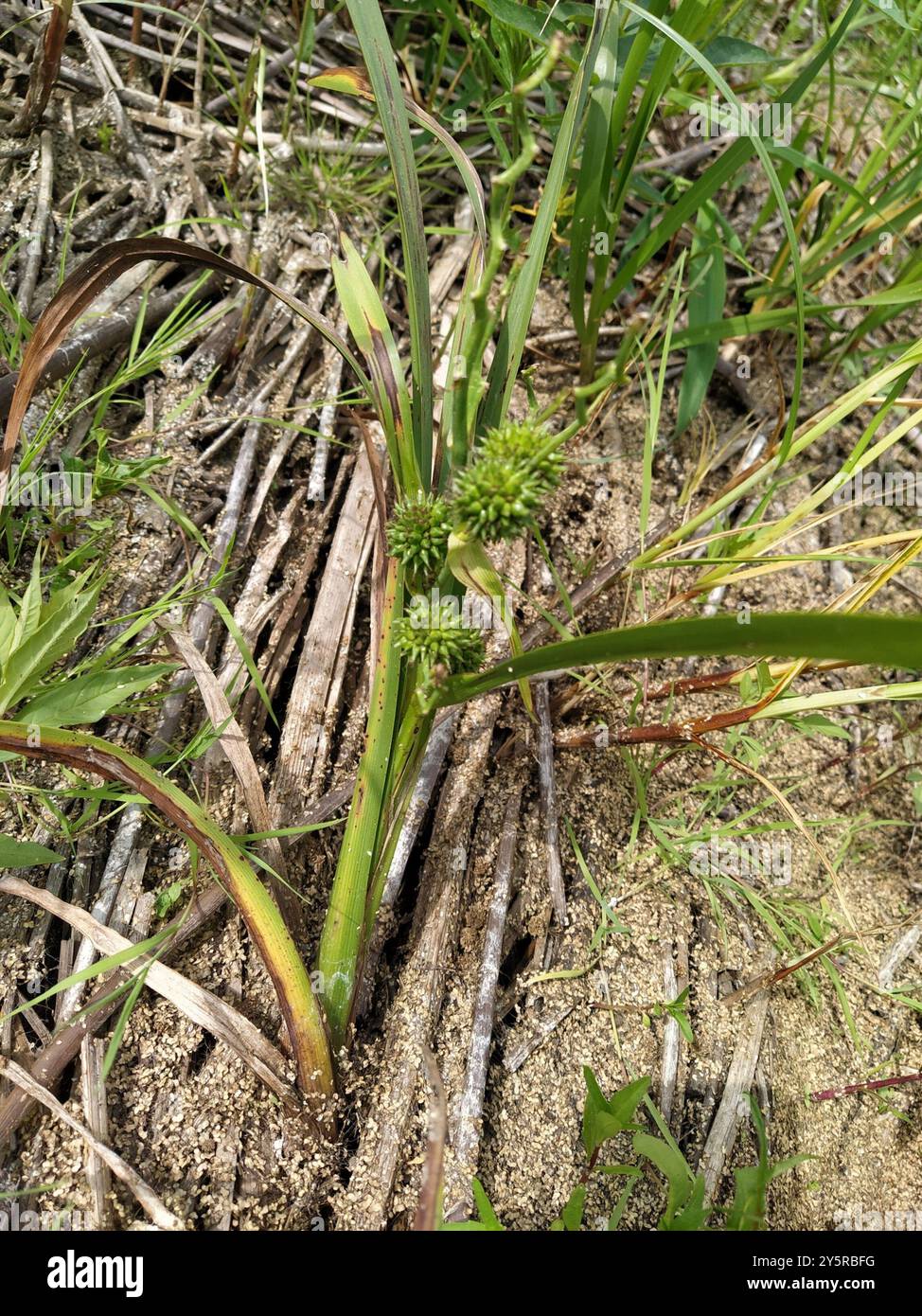 (Sparganium erectum microcarpum) Plantae Stock Photo - Alamy