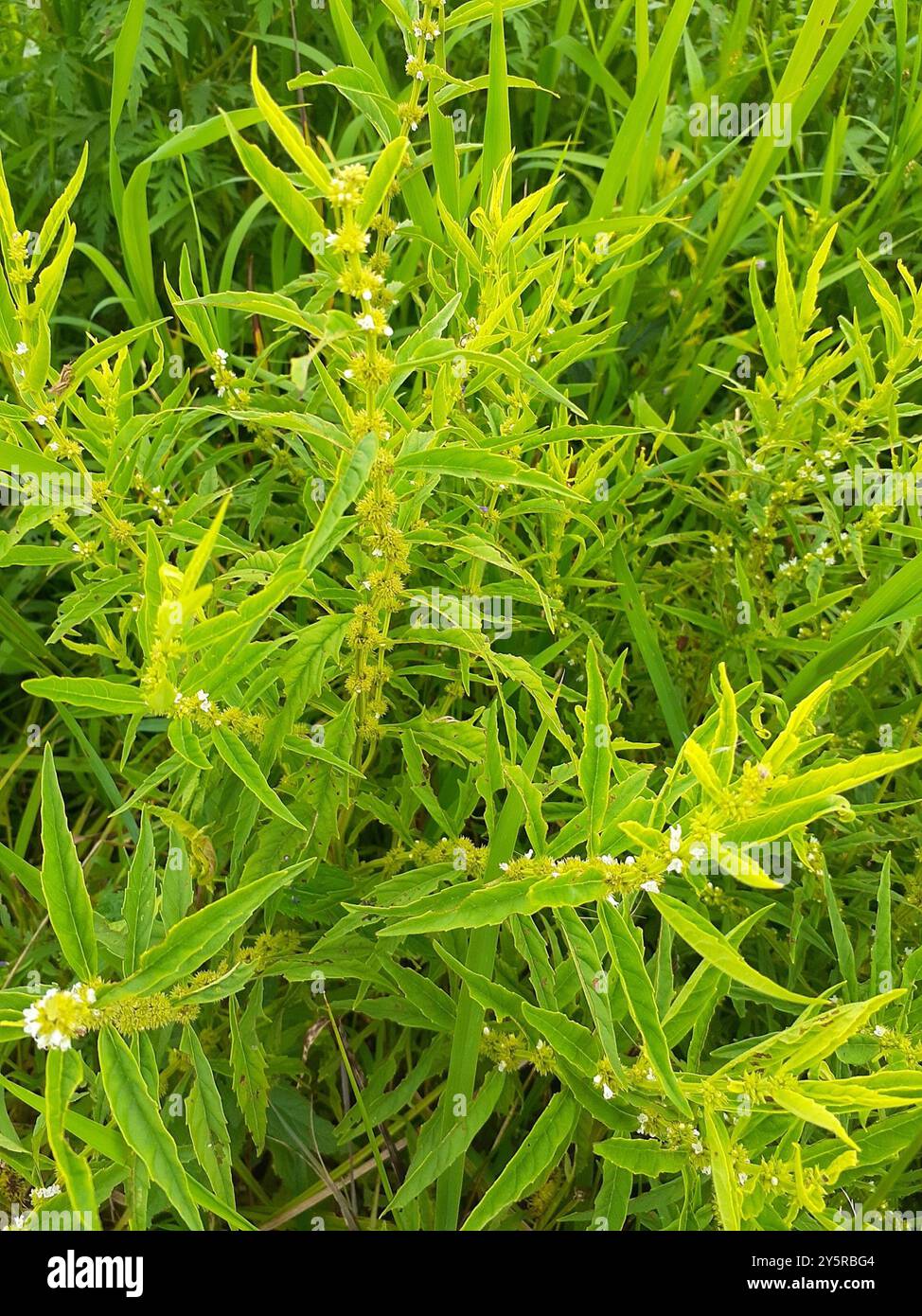 Rough Bugleweed (Lycopus asper) Plantae Stock Photo - Alamy