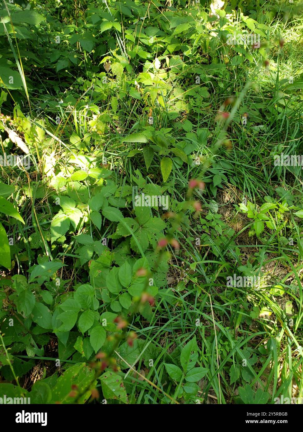 American jumpseed (Persicaria virginiana) Plantae Stock Photo - Alamy