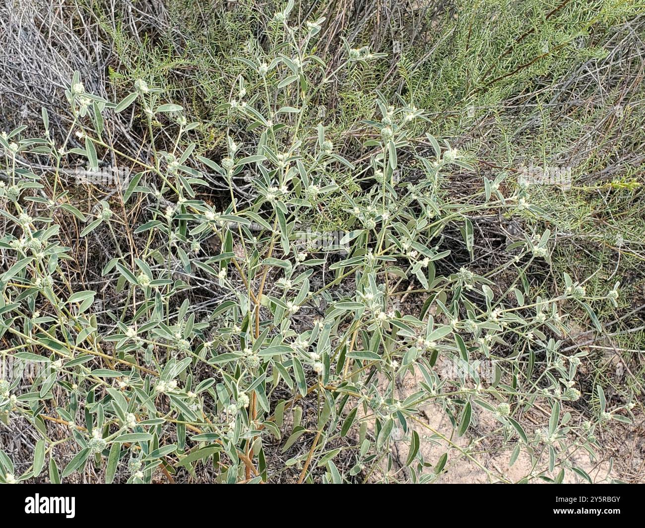 skunkweed (Croton texensis) Plantae Stock Photo - Alamy