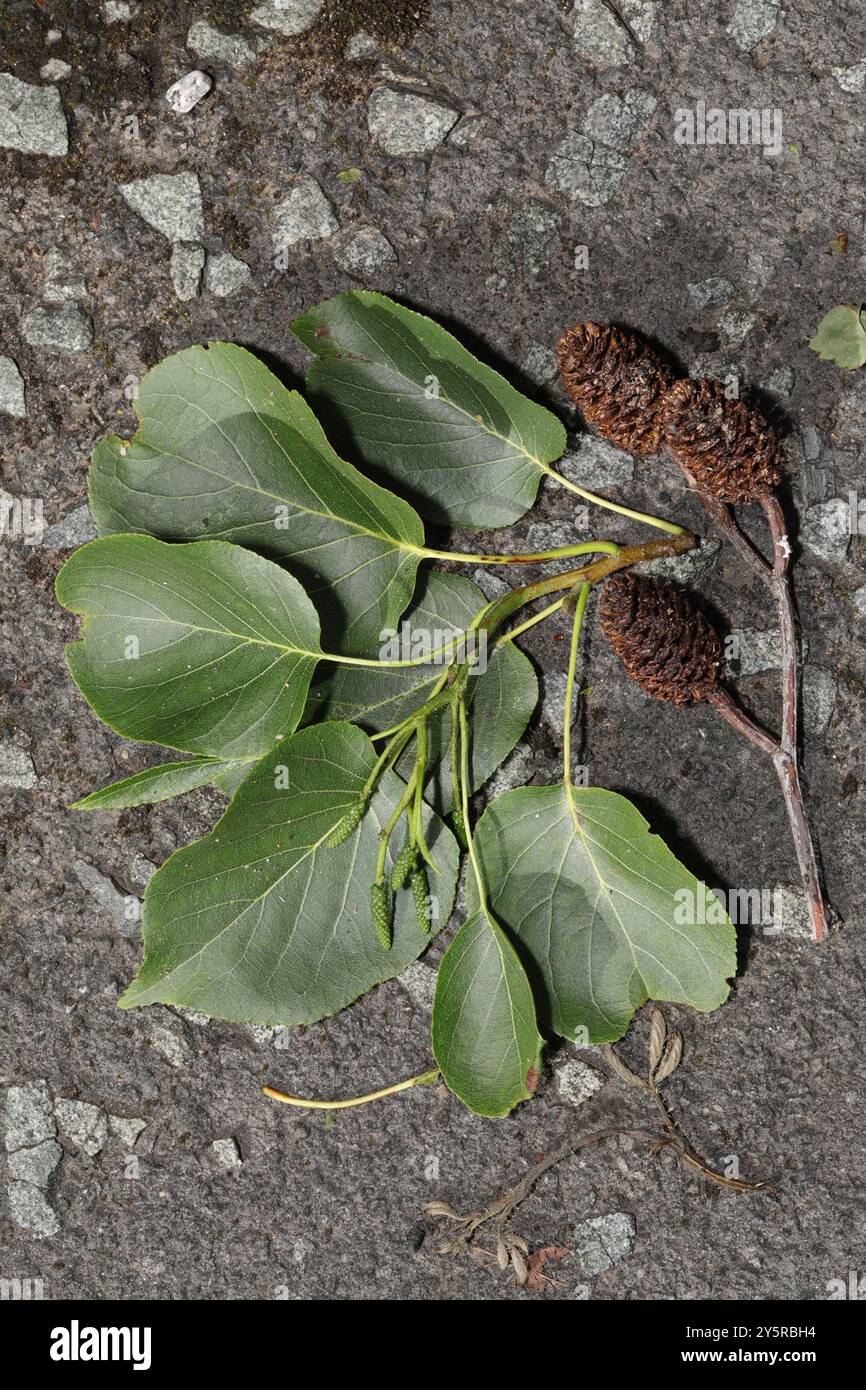 Italian alder (Alnus cordata) Plantae Stock Photo - Alamy
