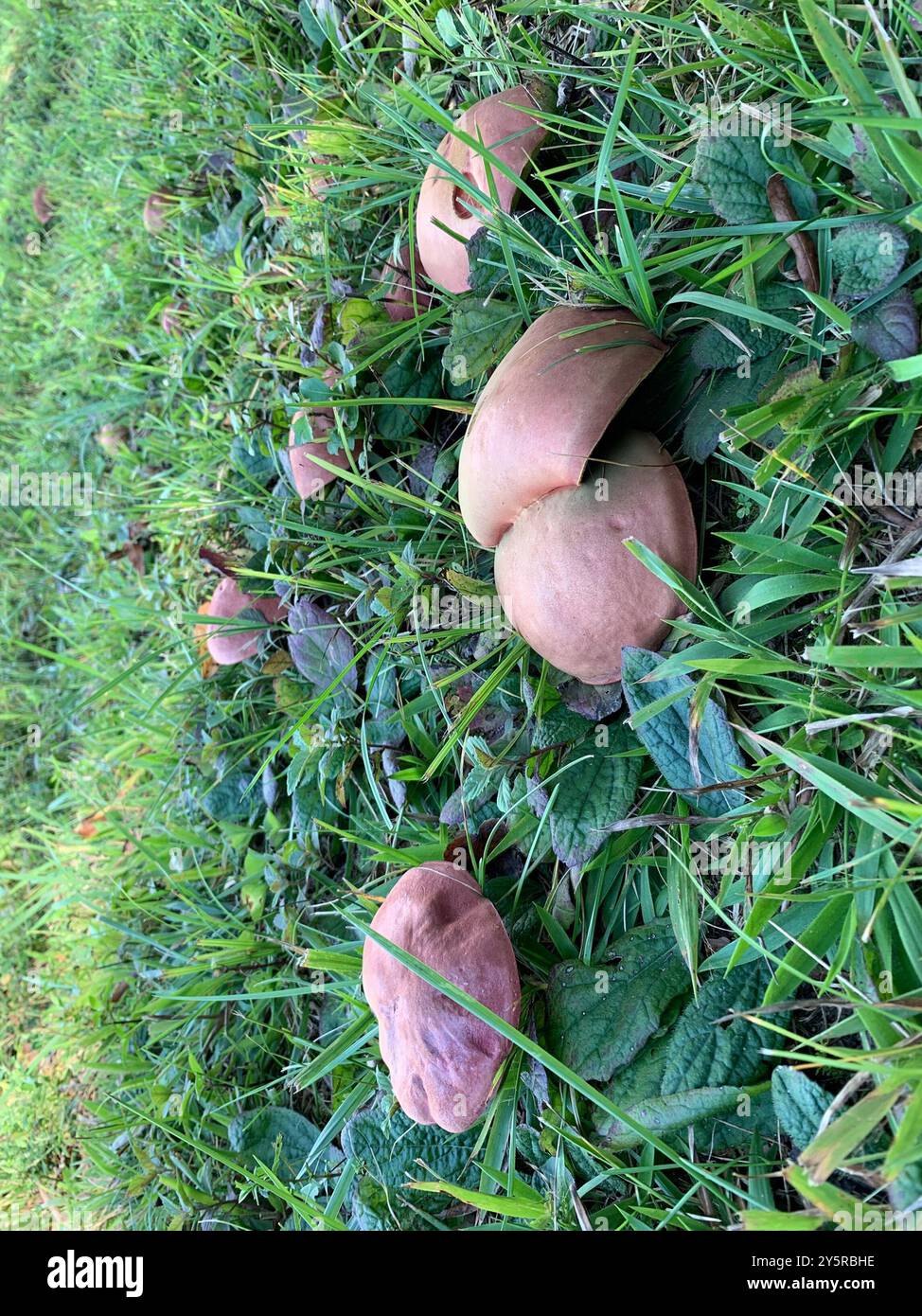 boletes and allies (Boletales) Fungi Stock Photo - Alamy