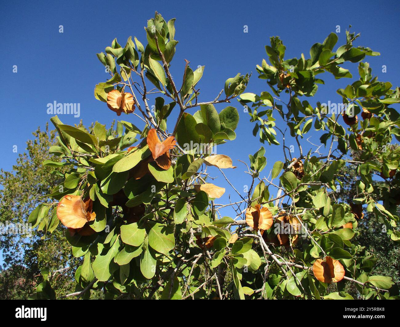 Largefruit Bushwillow (Combretum zeyheri) Plantae Stock Photo - Alamy