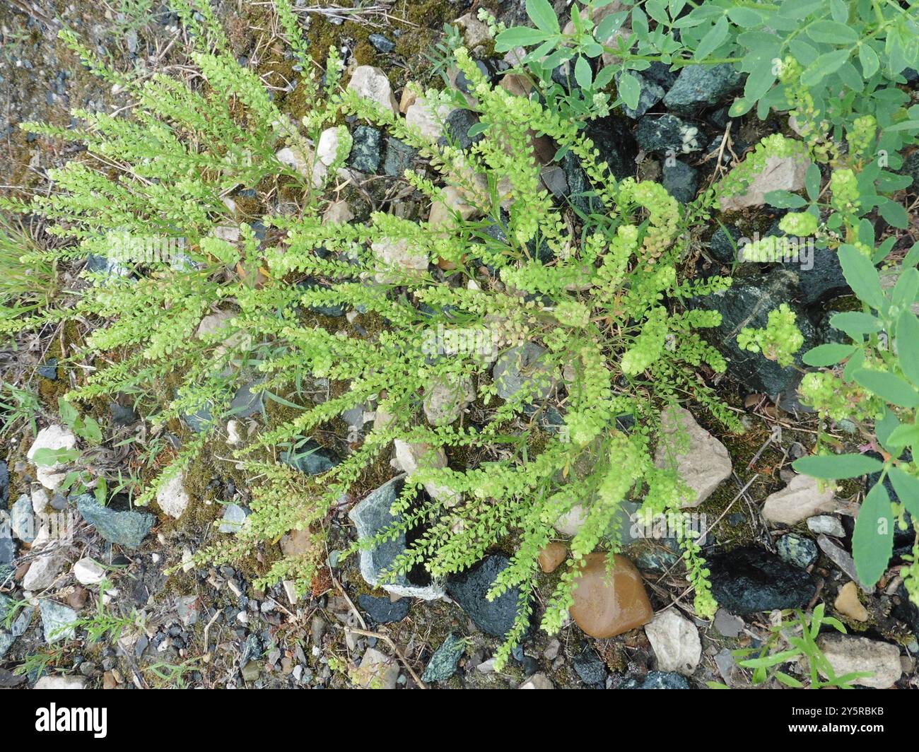 Common Peppergrass (Lepidium densiflorum) Plantae Stock Photo - Alamy