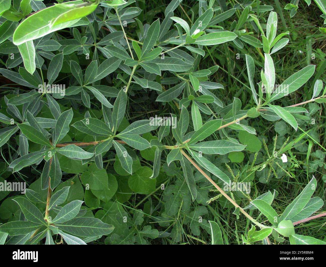 silver terminalia (Terminalia sericea) Plantae Stock Photo - Alamy