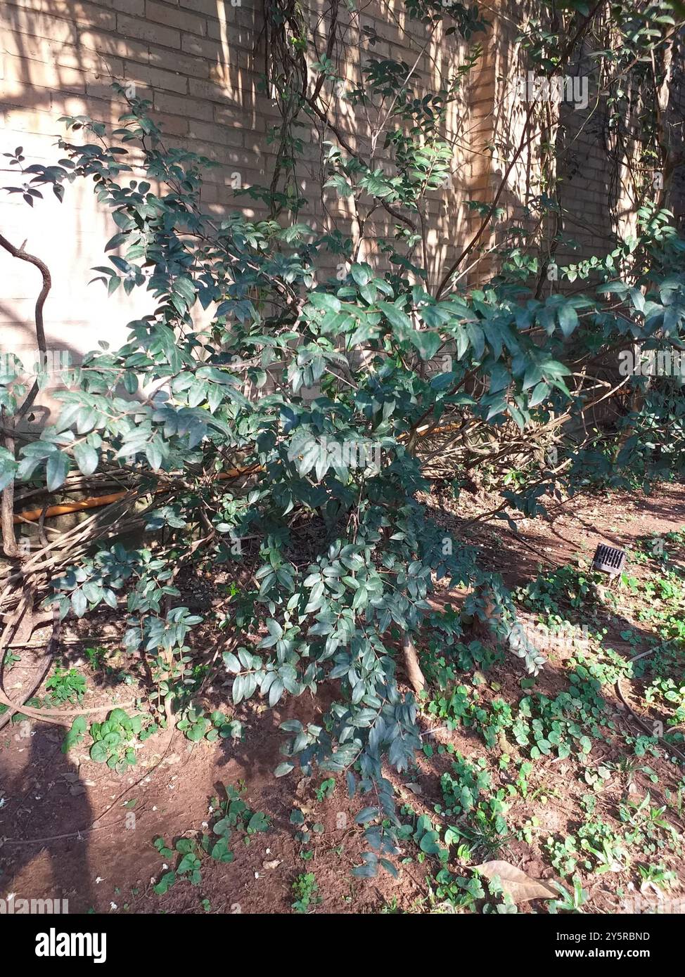 Jaboticaba (Plinia cauliflora) Plantae Stock Photo - Alamy