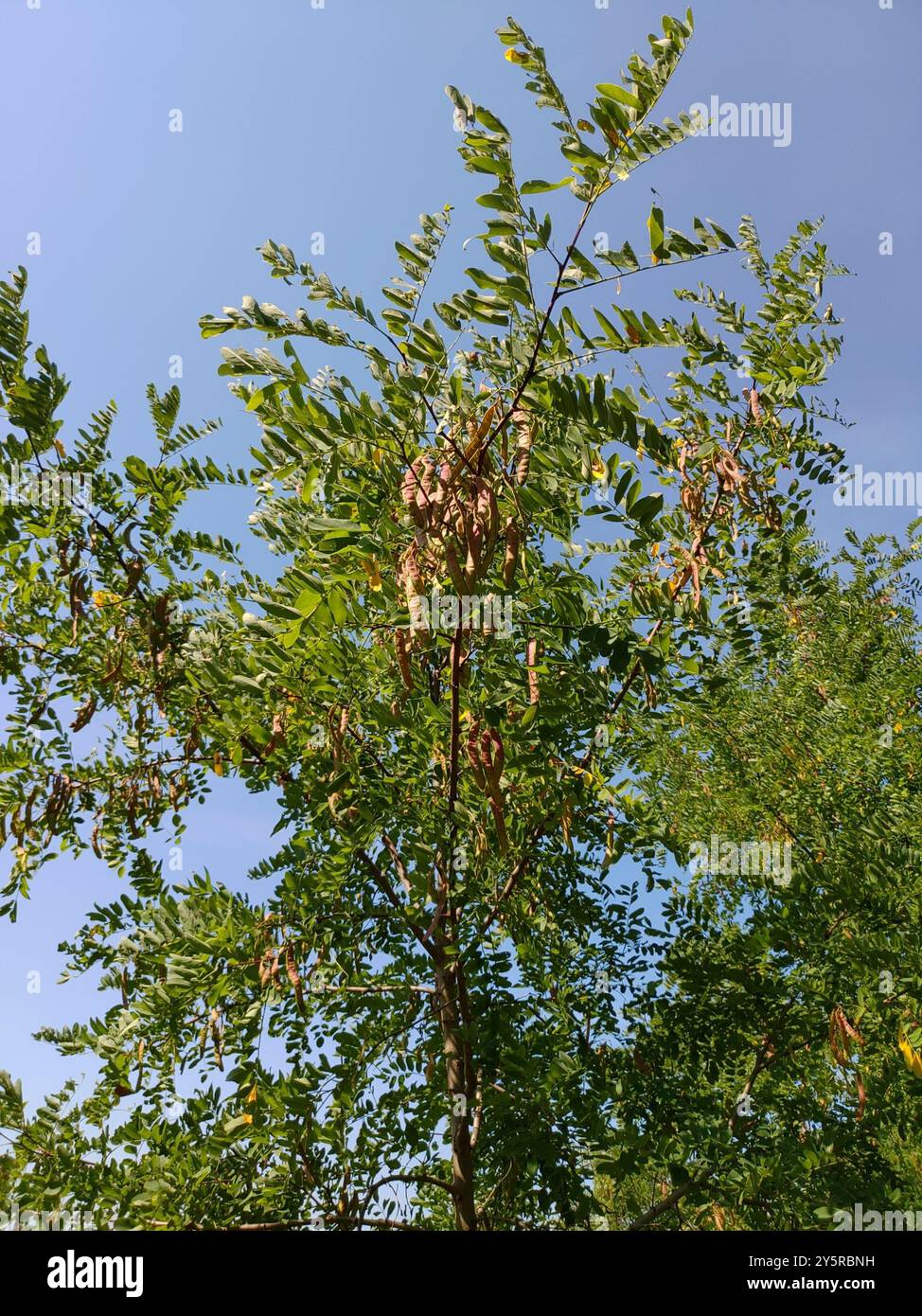 black locust (Robinia pseudoacacia) Plantae Stock Photo - Alamy