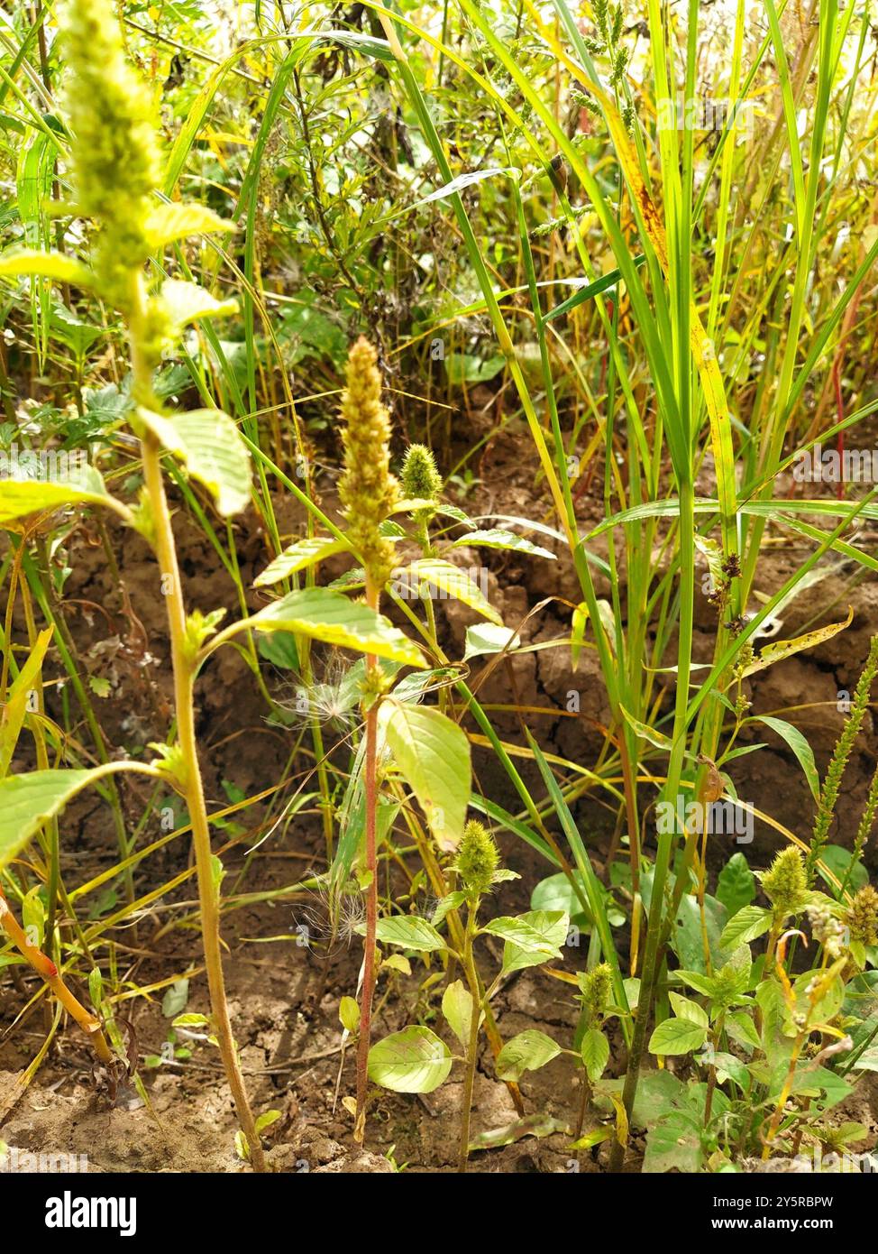 Redroot Amaranth (Amaranthus retroflexus) Plantae Stock Photo - Alamy