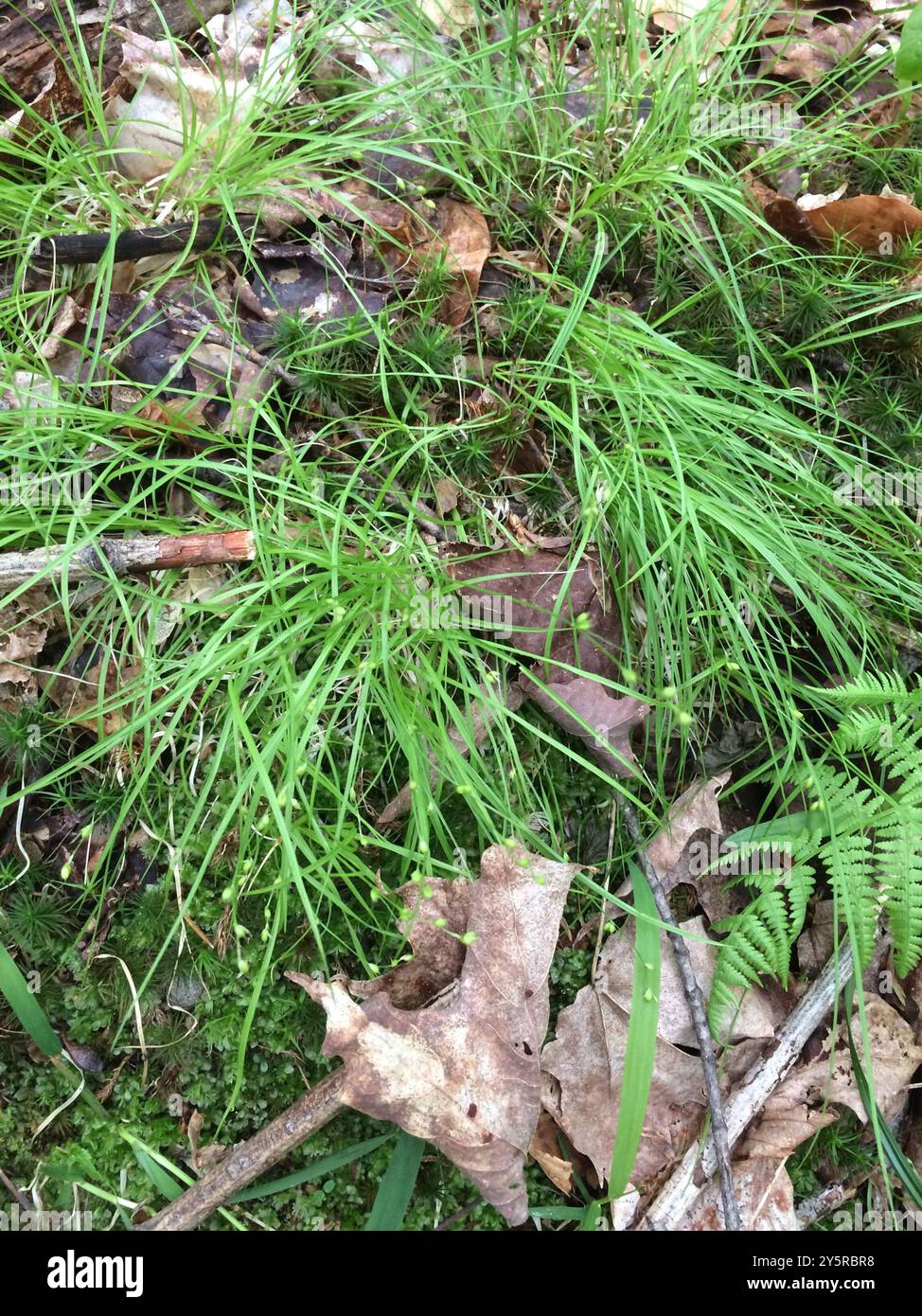 two-seeded sedge (Carex disperma) Plantae Stock Photo - Alamy