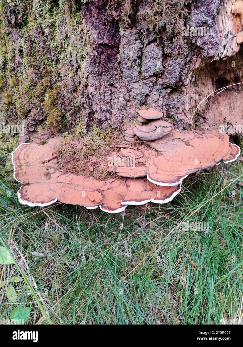 artist's bracket (Ganoderma applanatum) Fungi Stock Photo - Alamy