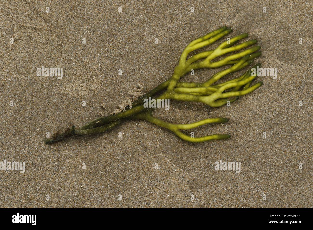 Dead Man's Fingers (Codium fragile) Plantae Stock Photo - Alamy