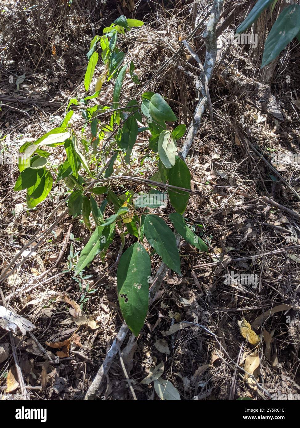 Kamala (Mallotus philippensis) Plantae Stock Photo - Alamy