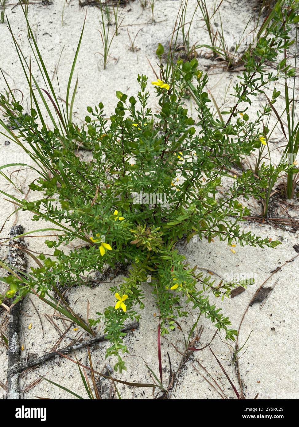 St. Andrew's cross (Hypericum hypericoides) Plantae Stock Photo - Alamy