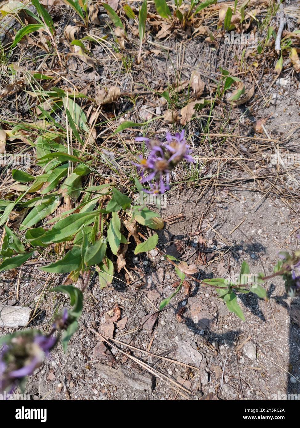 Sierra Penstemon (Penstemon heterodoxus) Plantae Stock Photo - Alamy