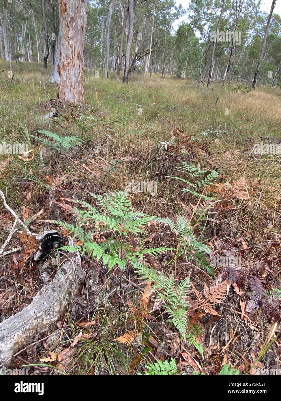 Austral Bracken (Pteridium esculentum) Plantae Stock Photo - Alamy