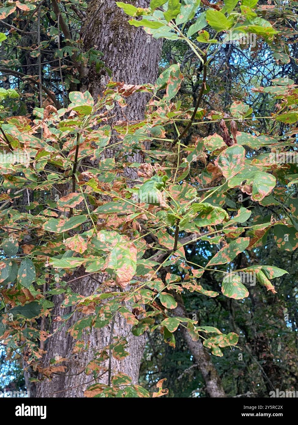 Oregon Ash (Fraxinus latifolia) Plantae Stock Photo - Alamy