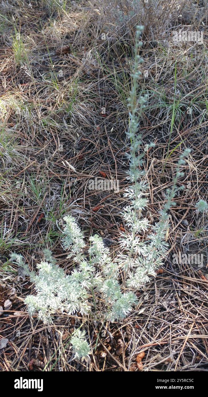 fringed sagebrush (Artemisia frigida) Plantae Stock Photo - Alamy