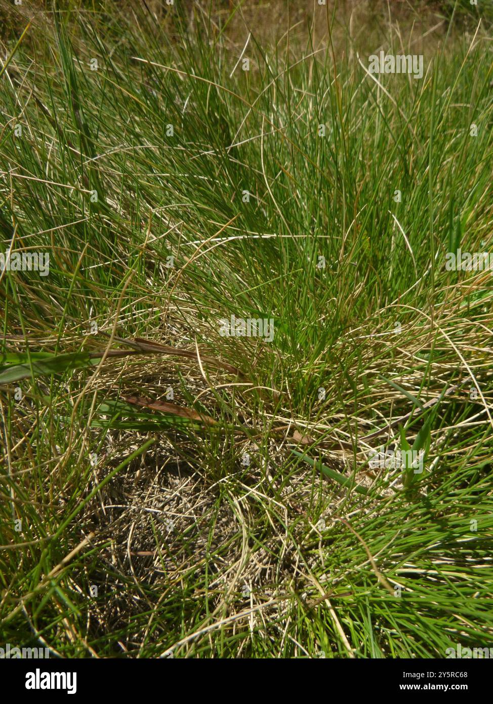 Matgrass (Nardus stricta) Plantae Stock Photo - Alamy