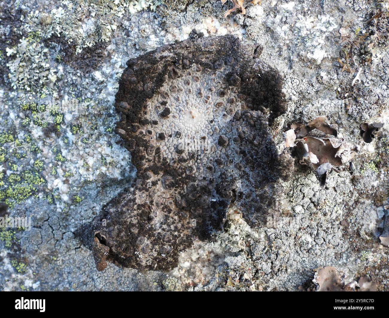 (Lasallia pustulata) Fungi Stock Photo - Alamy