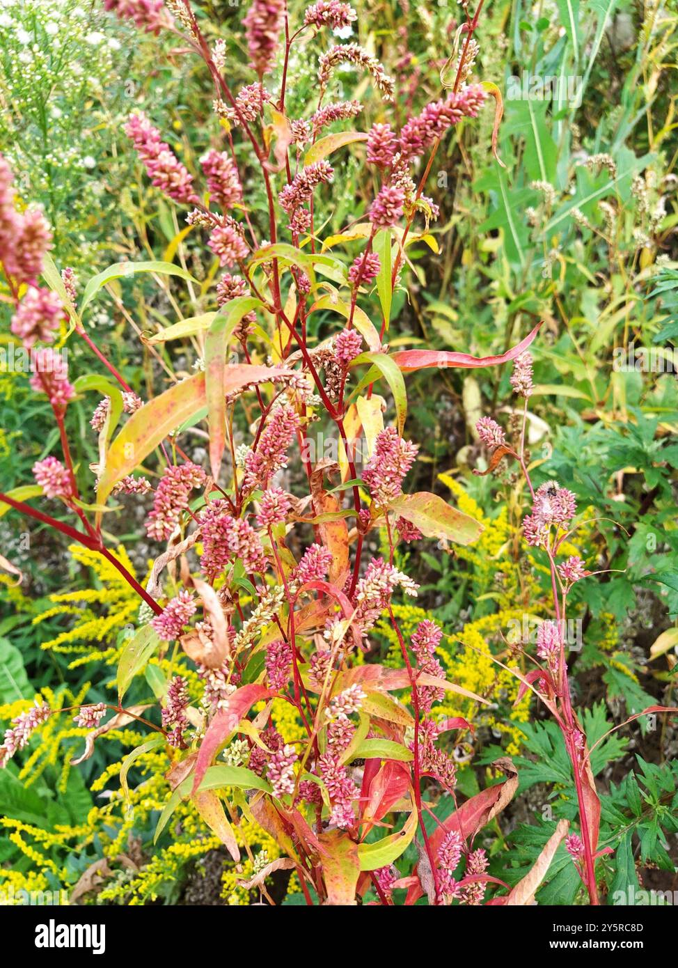 pale smartweed (Persicaria lapathifolia) Plantae Stock Photo - Alamy