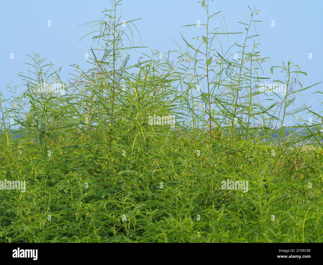 Sesbania Pea (Sesbania cannabina) Plantae Stock Photo - Alamy