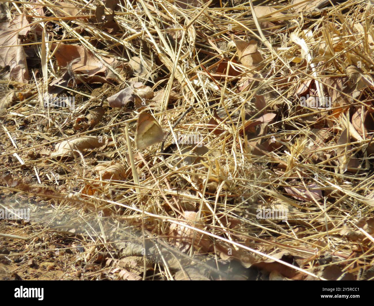 Colotis ione hi-res stock photography and images - Alamy