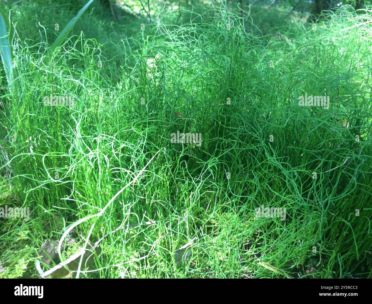 dwarf horsetail (Equisetum scirpoides) Plantae Stock Photo - Alamy
