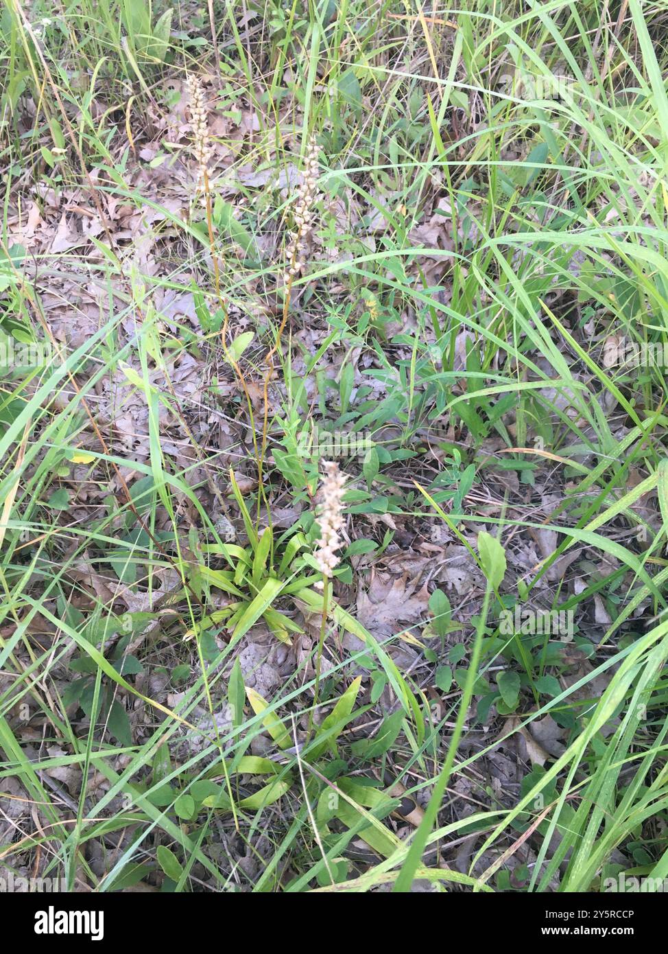 White-tubed Colicroot (Aletris farinosa) Plantae Stock Photo - Alamy