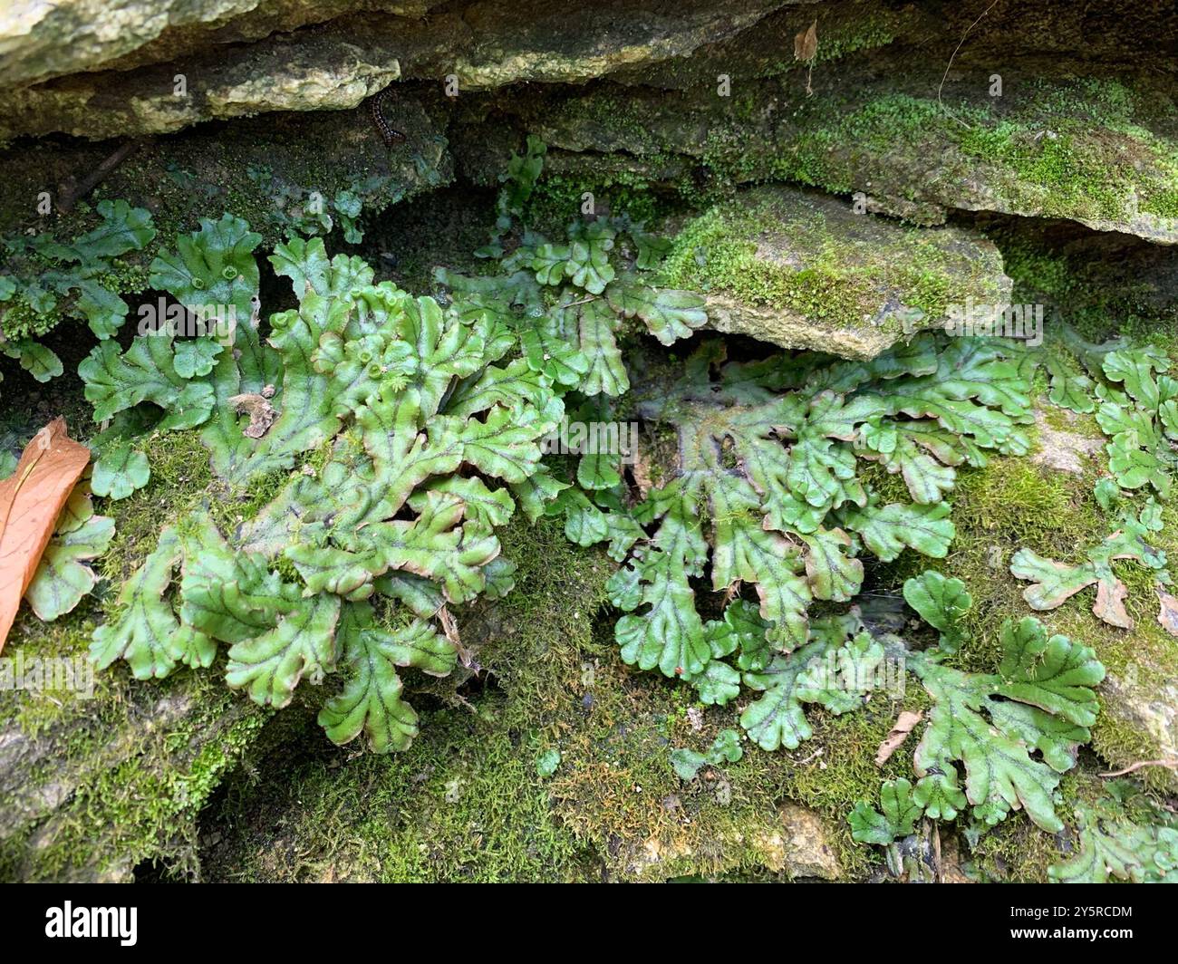 Common Liverwort (Marchantia polymorpha) Plantae Stock Photo - Alamy