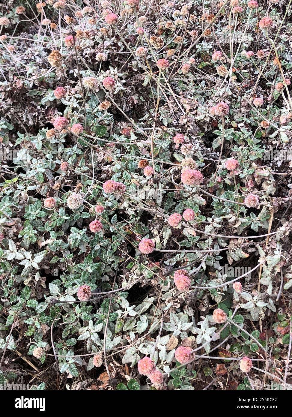 Seaside Buckwheat (Eriogonum latifolium) Plantae Stock Photo - Alamy