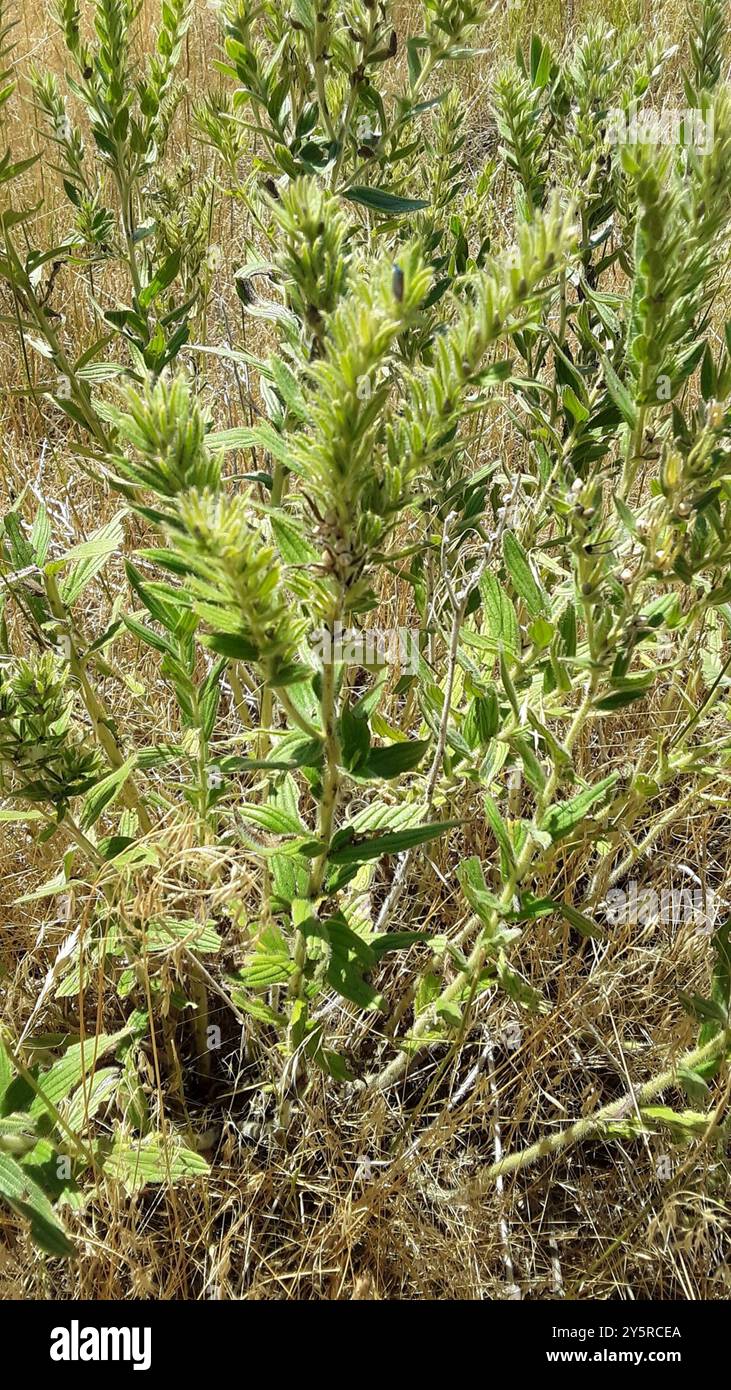 stoneseeds, puccoons, and gromwells (Lithospermum) Plantae Stock Photo ...