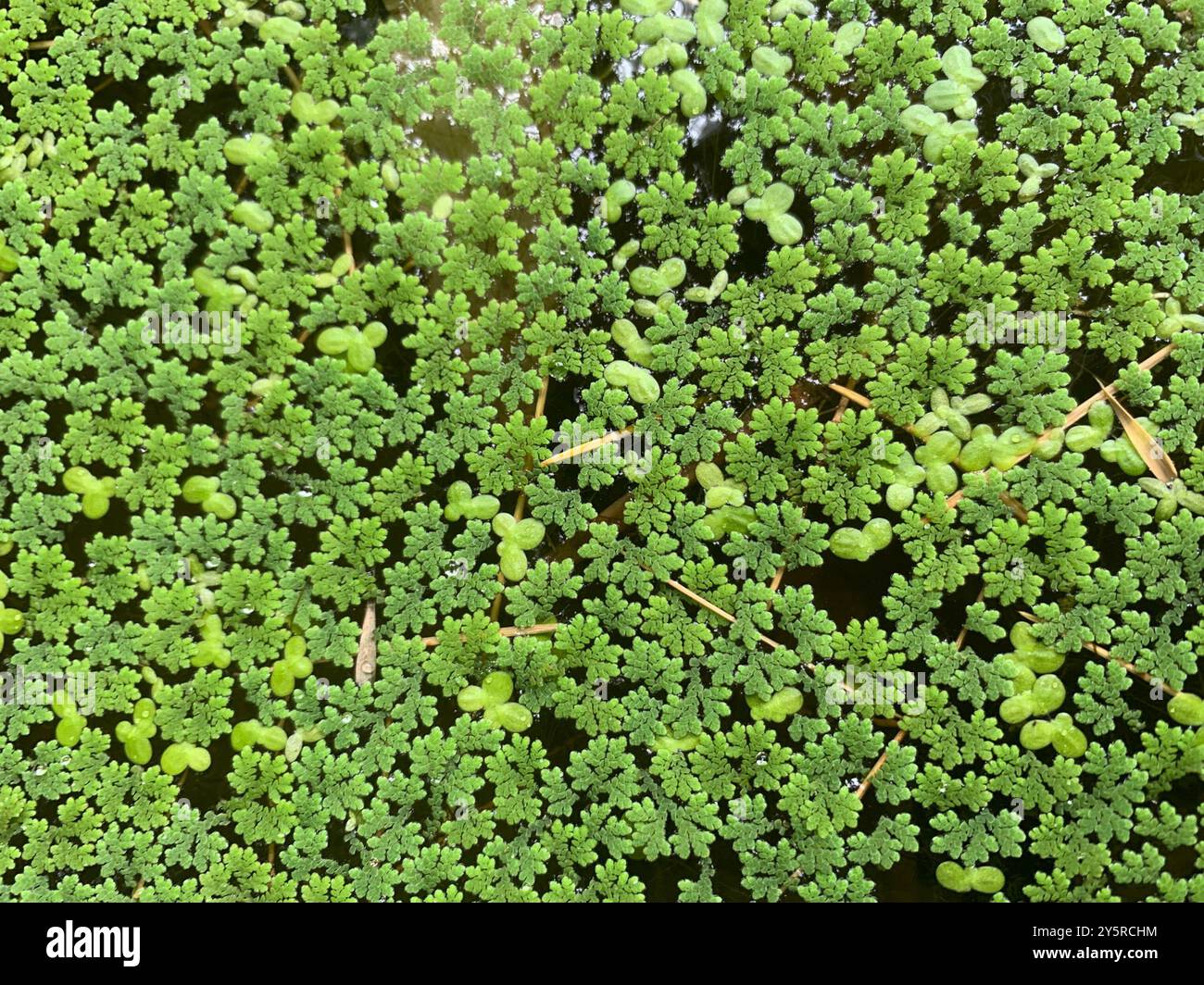 Mosquito Ferns (Azolla) Plantae Stock Photo - Alamy
