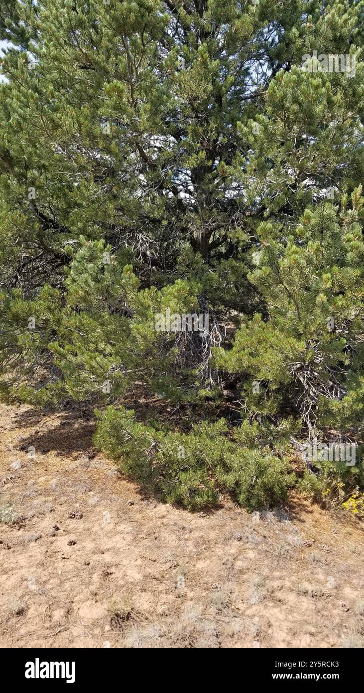 Colorado Pinyon (Pinus edulis) Plantae Stock Photo - Alamy
