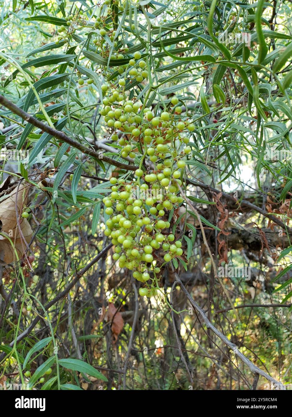 Peruvian Pepper Tree (Schinus molle) Plantae Stock Photo - Alamy