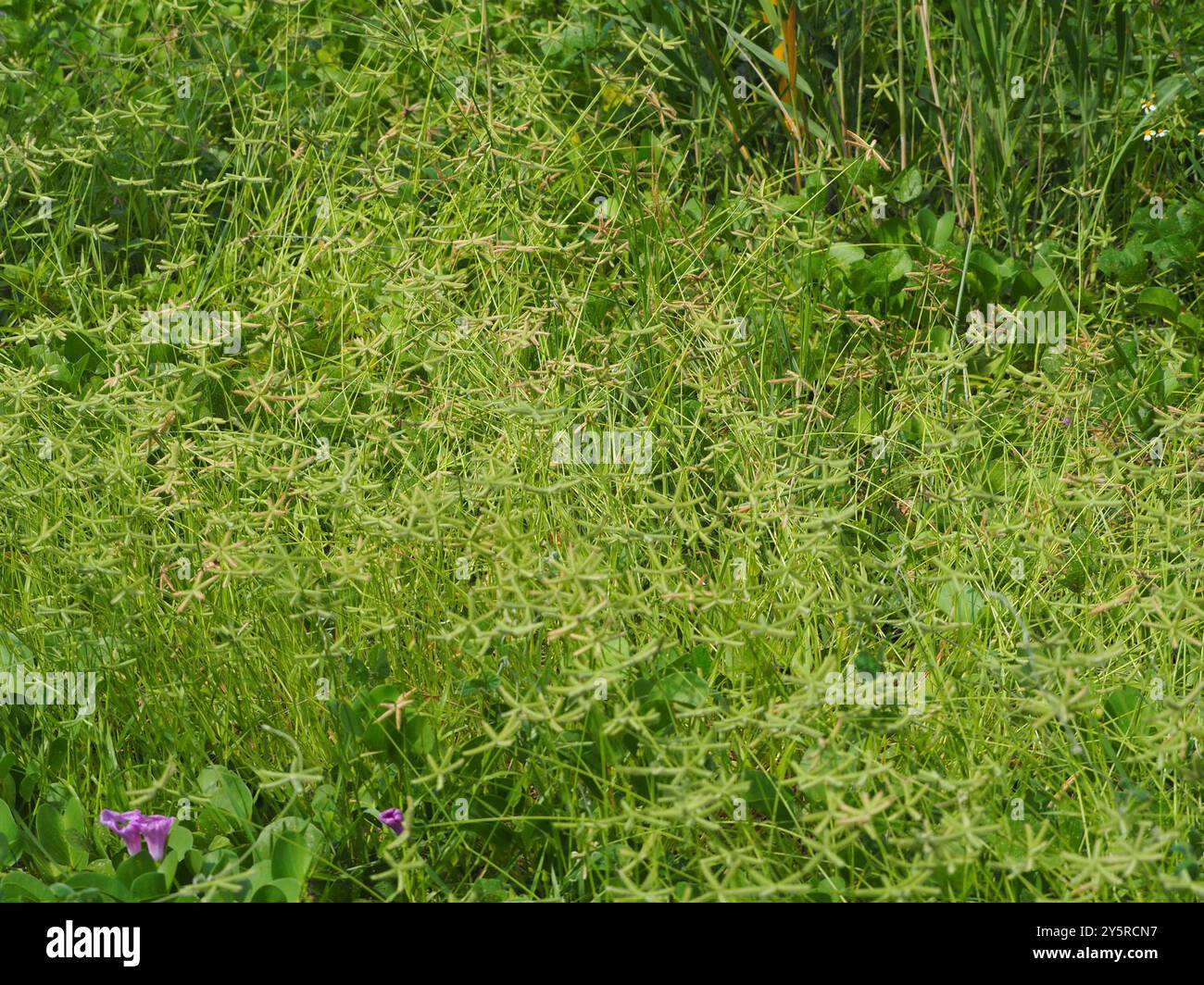 Durban Crowfoot (Dactyloctenium aegyptium) Plantae Stock Photo - Alamy