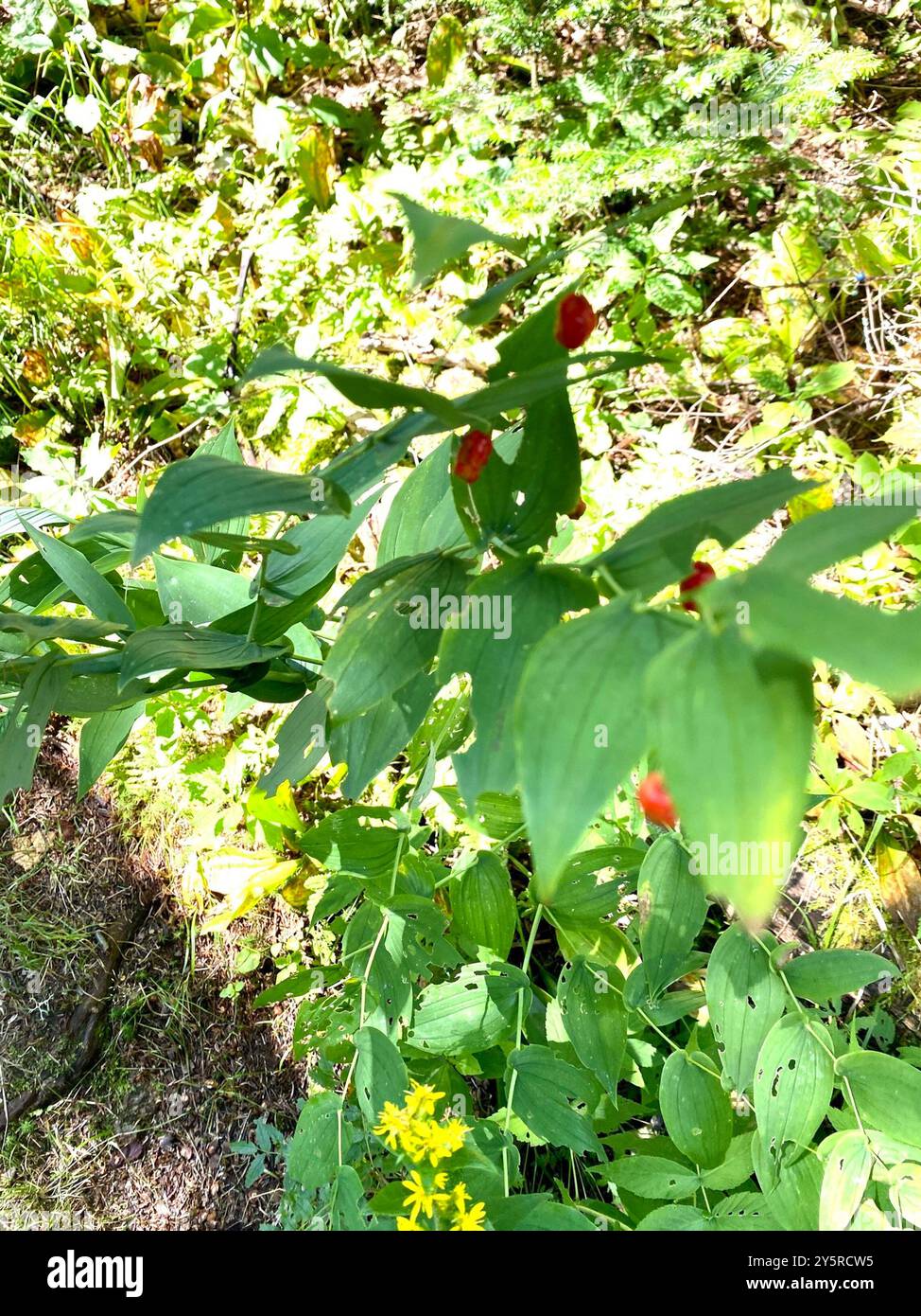 white twisted-stalk (Streptopus amplexifolius) Plantae Stock Photo - Alamy