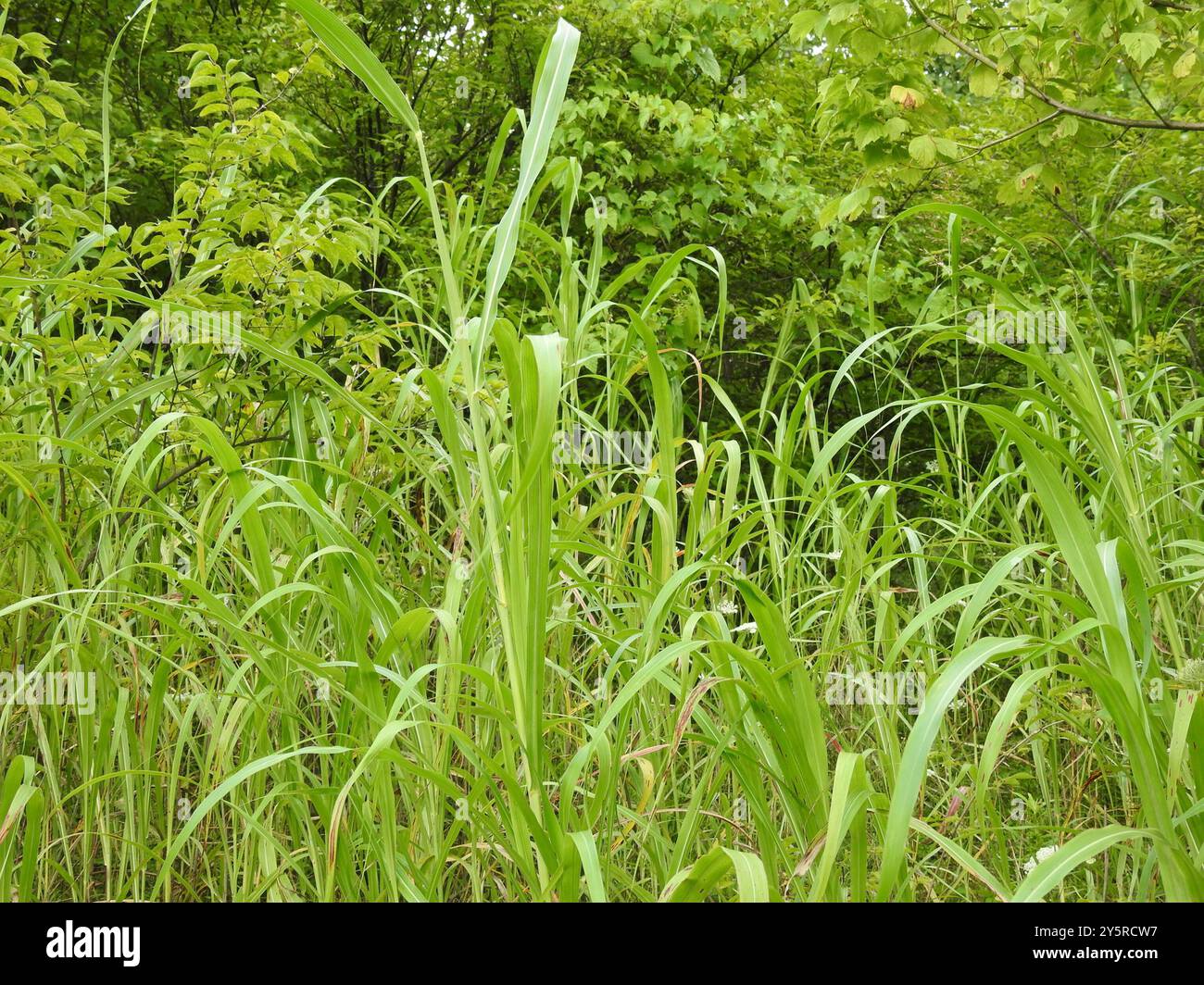 bristlegrasses, bluestems, paspalums, and allies (Panicoideae) Plantae ...
