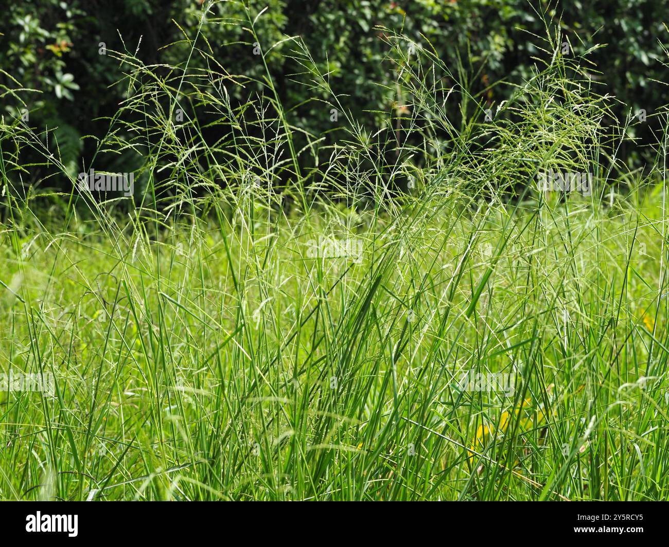 Cup Grass (Eriochloa procera) Plantae Stock Photo - Alamy