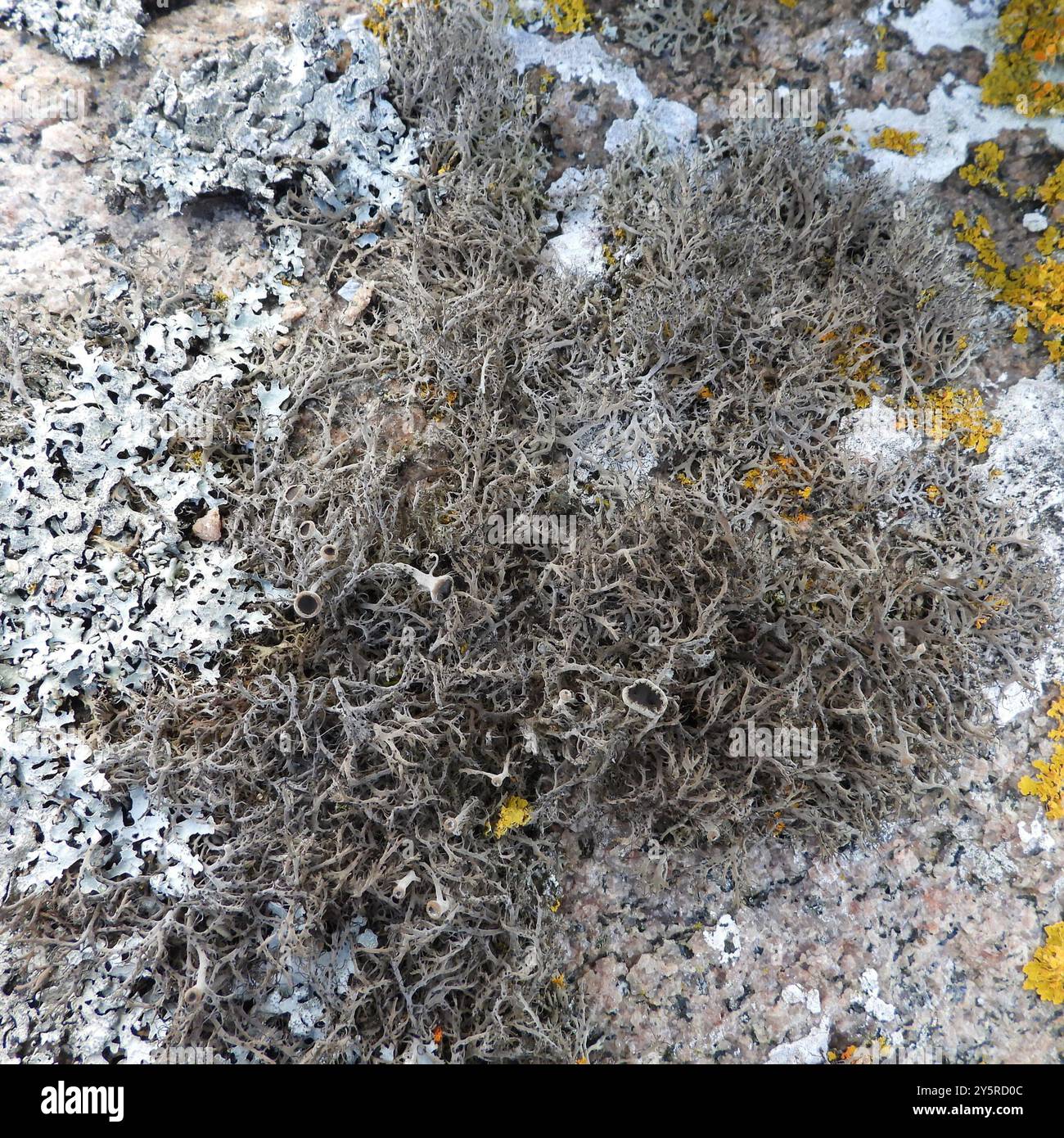 Great Ciliated Lichen (Anaptychia ciliaris) Fungi Stock Photo - Alamy