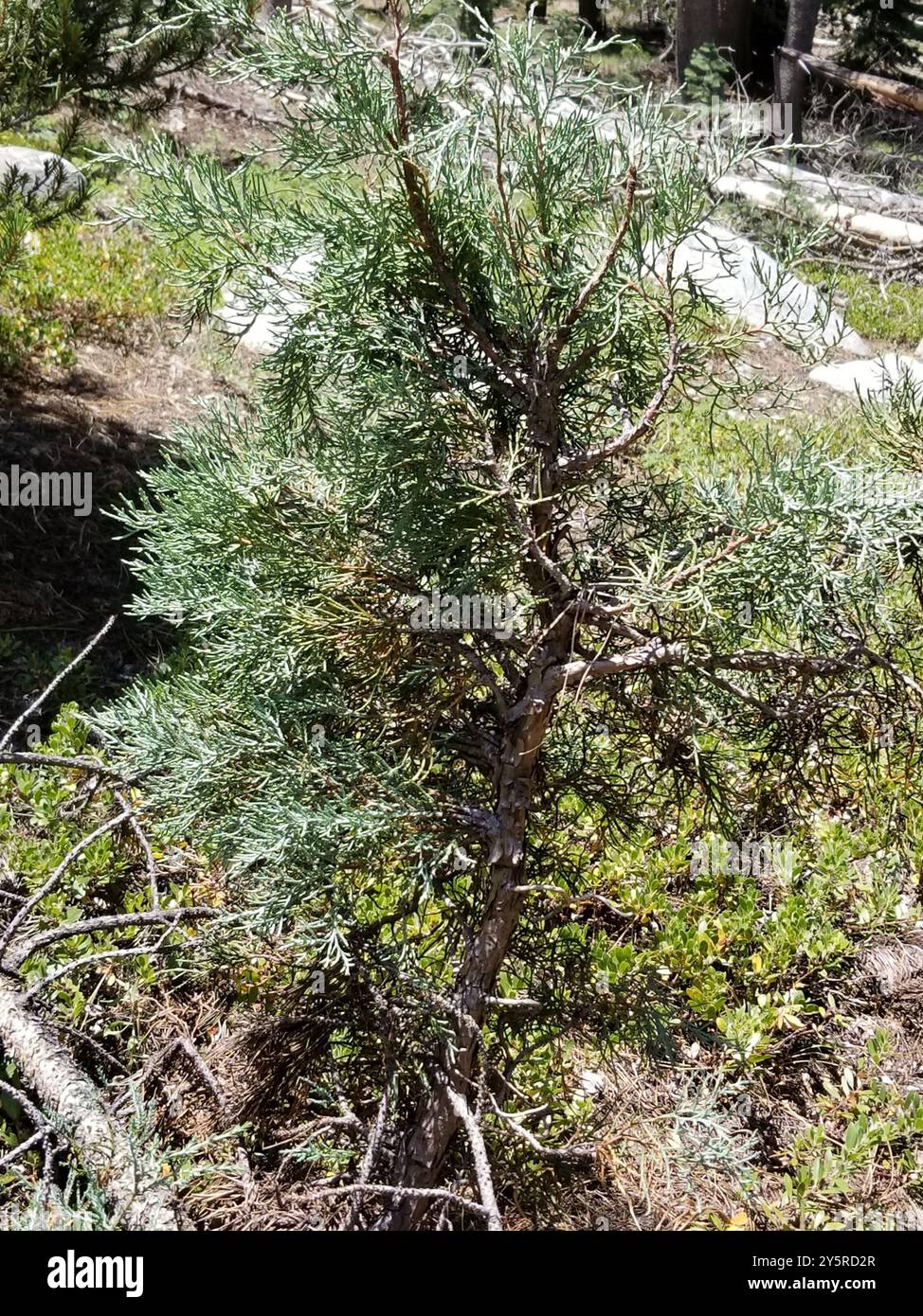 Sierra juniper (Juniperus grandis) Plantae Stock Photo - Alamy