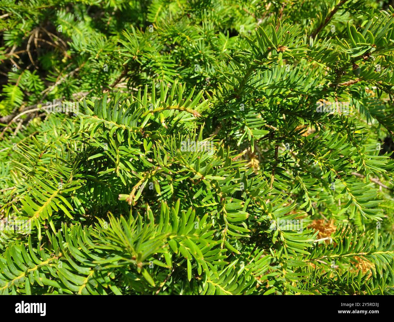 common yew (Taxus baccata) Plantae Stock Photo - Alamy