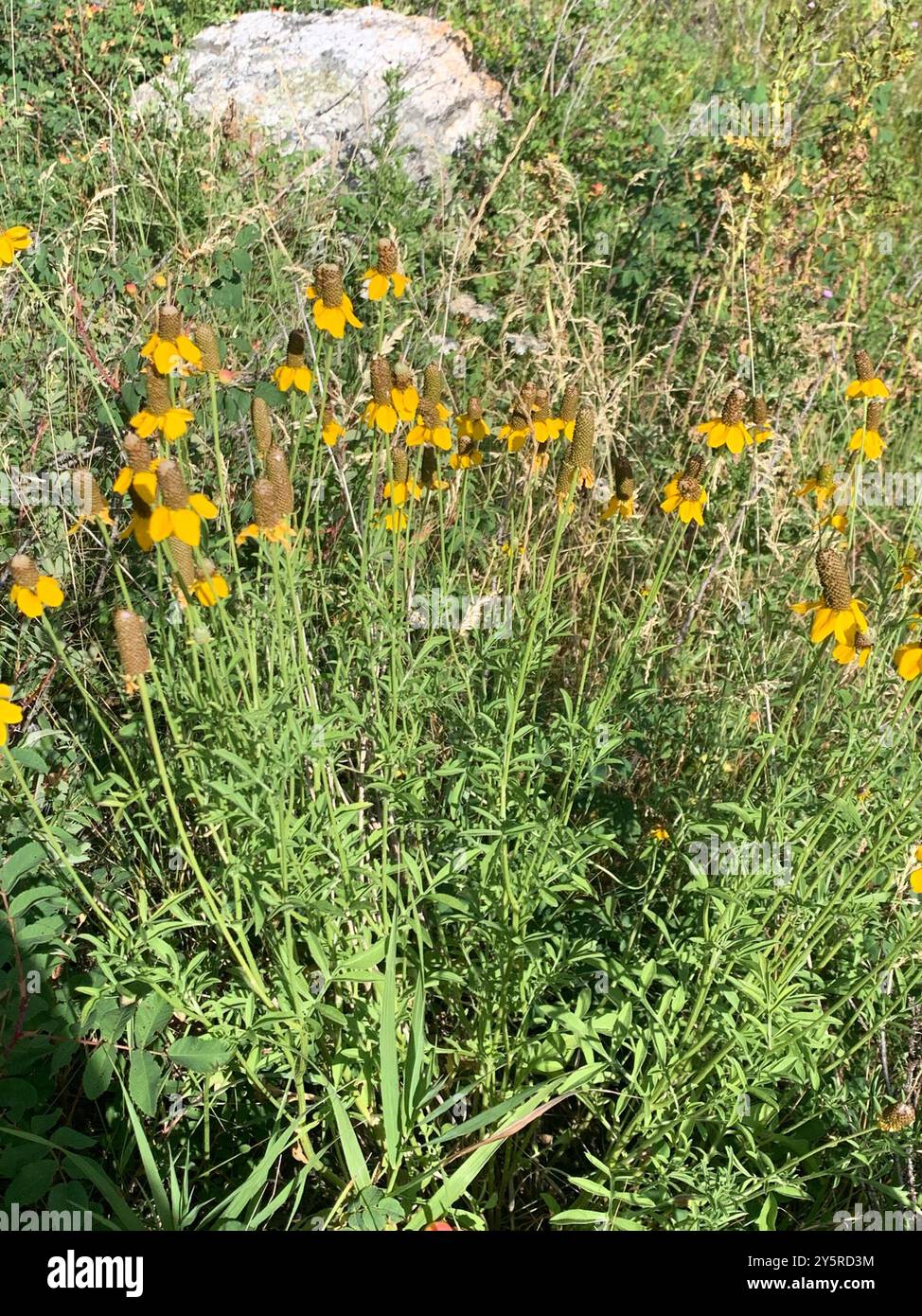upright prairie coneflower (Ratibida columnifera) Plantae Stock Photo ...