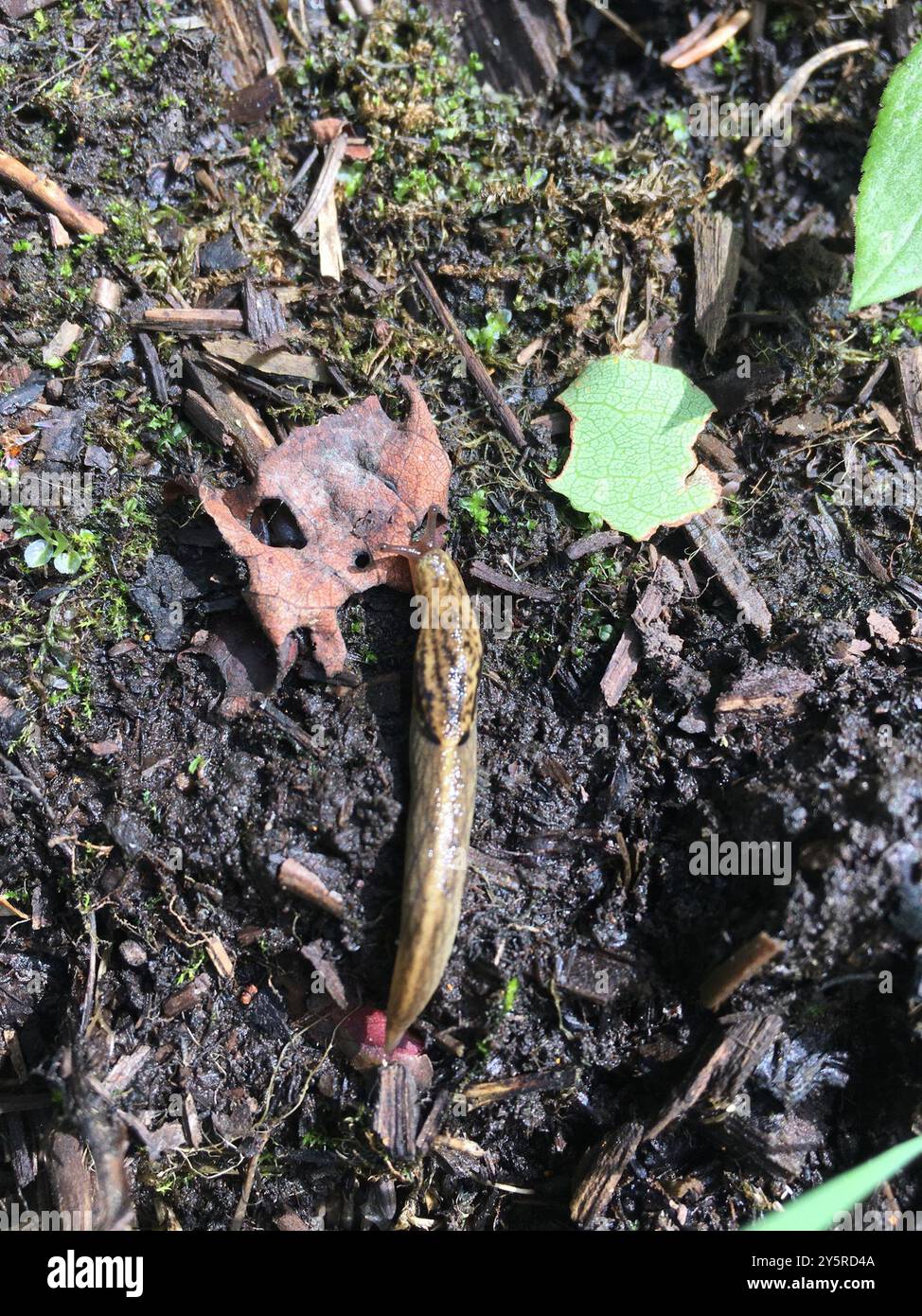 Roundback Slugs and Allies (Arionoidea) Mollusca Stock Photo - Alamy