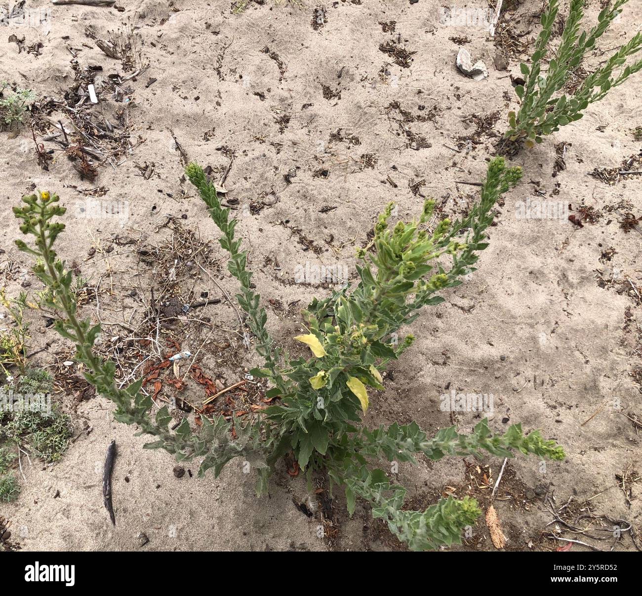 Telegraphweed (Heterotheca grandiflora) Plantae Stock Photo - Alamy